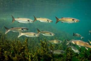 How To Cast Net For Mullet: A Quick (EASY) Guide • SaltwaterMecca