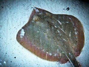 Are Stingray Fish Good to Eat? You May Be Surprised! • SaltwaterMecca