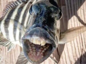 What Do Sheepshead Eat? (And What About Those Teeth!) • SaltwaterMecca