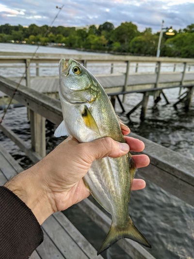 Don't Overlook Using Bluefish As Bait! • SaltwaterMecca