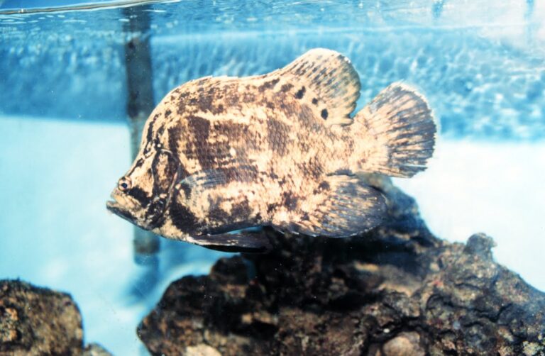 Are Tripletail Fish Good To Eat? They Are Phenomenal! • SaltwaterMecca