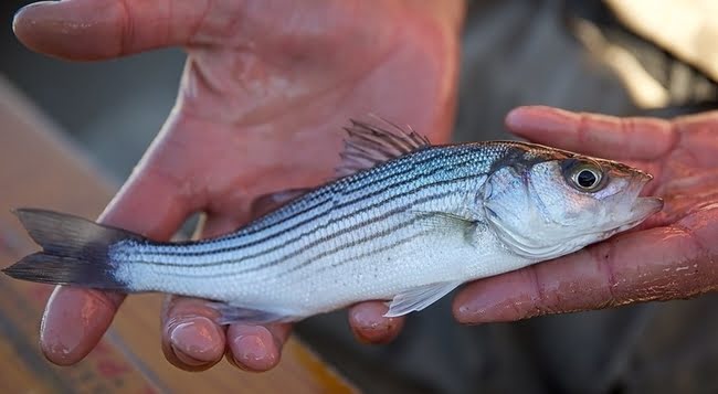 The Transcontinental Journey of the Pacific Striped Bass • SaltwaterMecca