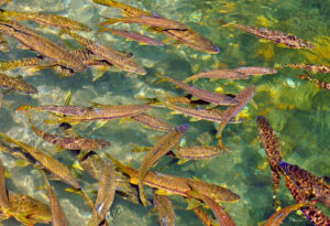 The 25 Hardest Fish to Catch on the Planet (With Pics!) • SaltwaterMecca