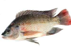 The 25 Hardest Fish to Catch on the Planet (With Pics!) • SaltwaterMecca