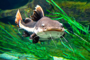 The 25 Hardest Fish to Catch on the Planet (With Pics!) • SaltwaterMecca