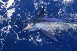 The 25 Hardest Fish to Catch on the Planet (With Pics!) • SaltwaterMecca