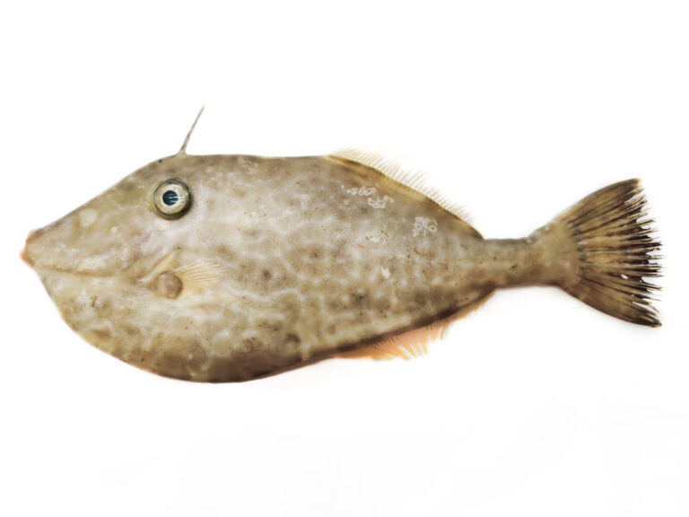 Can You Eat Filefish? And How Do They Taste? • SaltwaterMecca