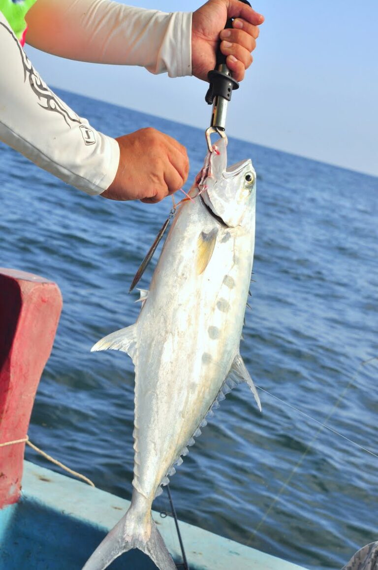 Queenfish: Are They Any Good To Eat? (If So, Which Ones?) • SaltwaterMecca