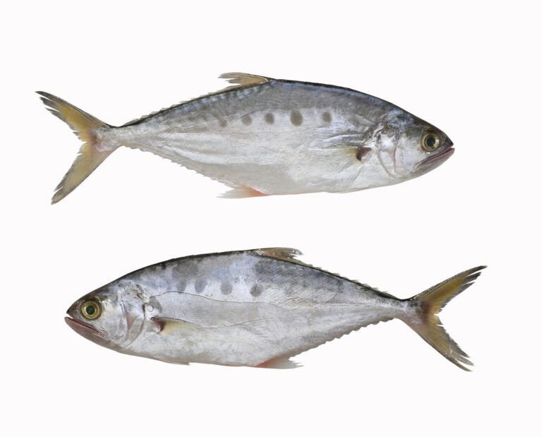 Queenfish: Are They Any Good To Eat? (If So, Which Ones?) • SaltwaterMecca